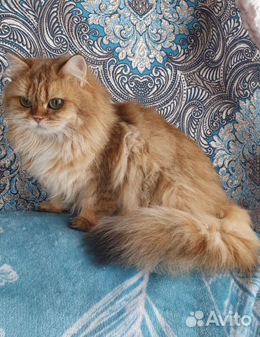 Золотая шиншилла подрощенные