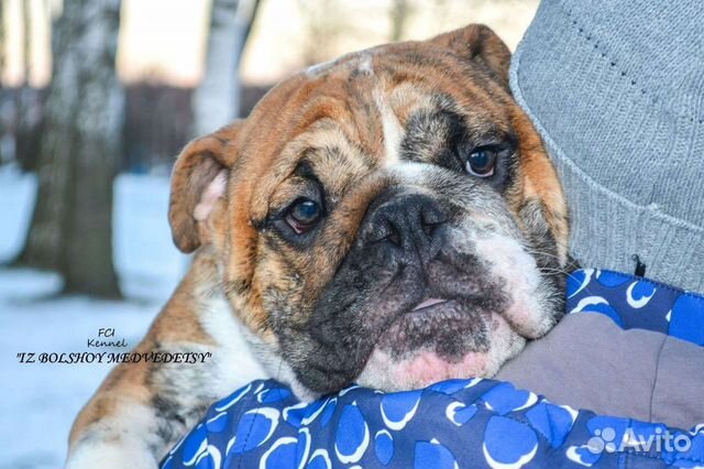 Английский бульдог