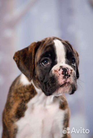 Тиграшечка