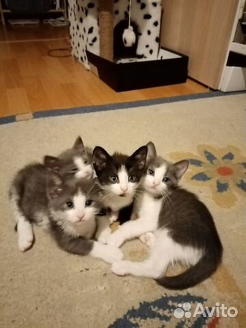 Котята в добрые руки