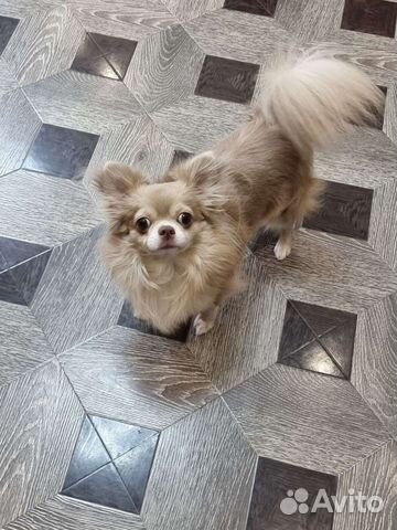 Чихуахуа взрослый мальчик любимцем