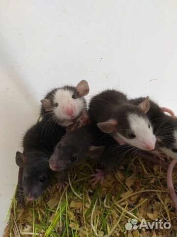 Крысы дамбо