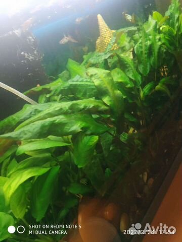 Аквариумное растение
