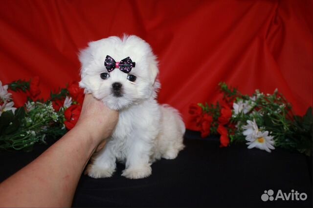 Мини куколка мальтезе 2 мес
