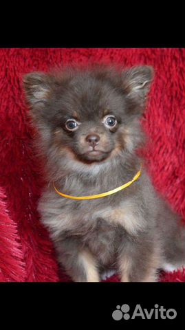 Шпиц девочка