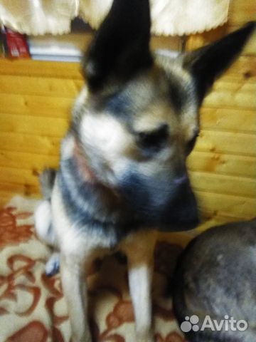 Собака немецкая овчарка бесплатно