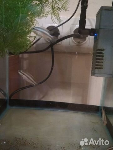 Пельвикахромис подростки