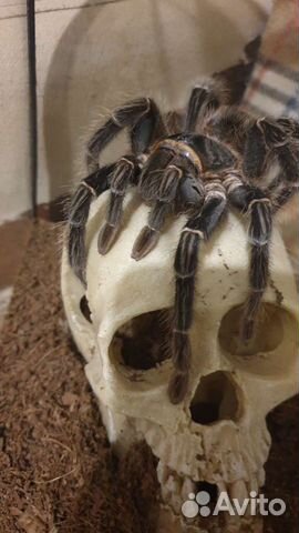 Ласиадора Парахибана