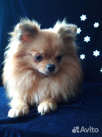 Померанский шпиц