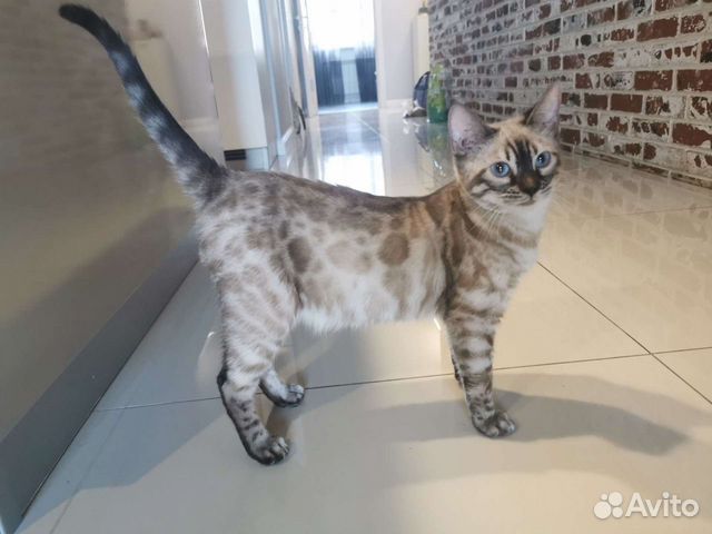 Бенгальские котята
