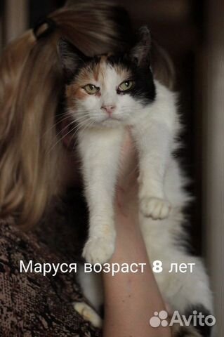 Отдам в добрые руки