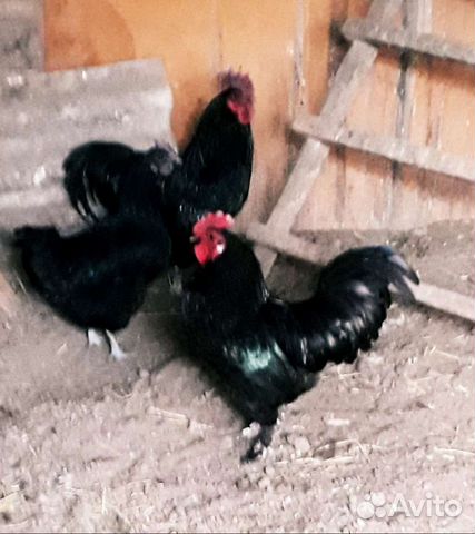 Домашние куры