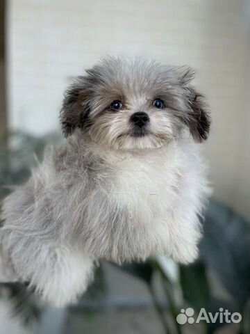 Мальтипу микро