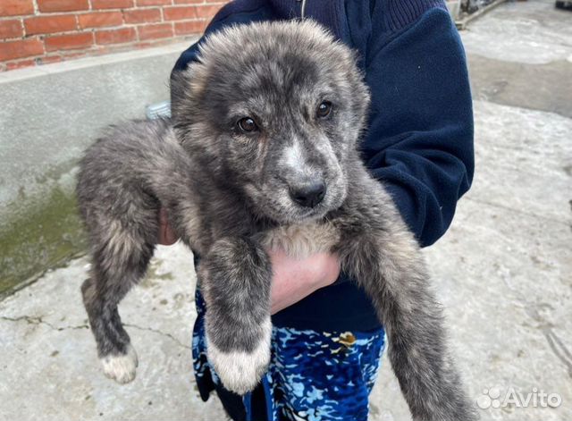 Щенок сао алабай