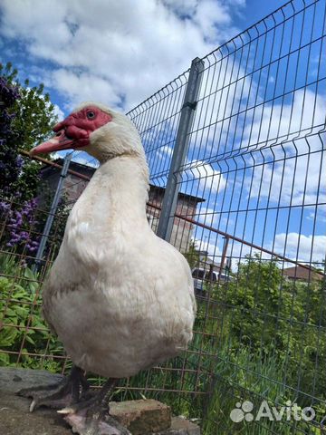 Инкубационное яйцо мускусных уток / Утки / Утята