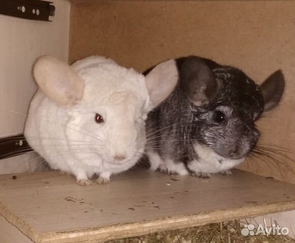 Самец шиншиллы белый лова(голдбар)