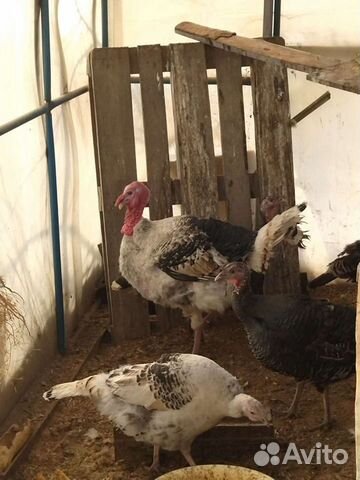 Индюки индюшки индейки