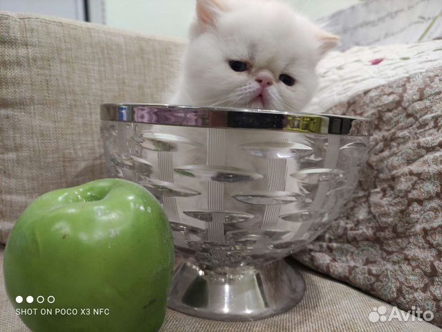 Котик экзот