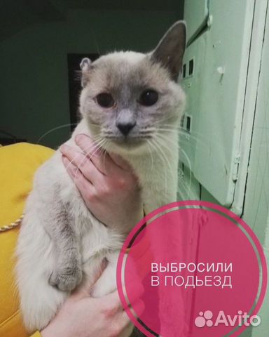 Ласковую кошечку хотят выставить на улицу