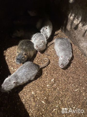 Нутрии на племя