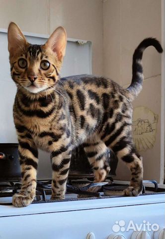 Бенгальские котята