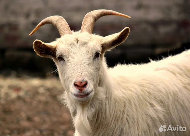 Коза и три козочки