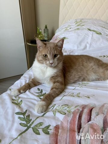 Кот Алекс
