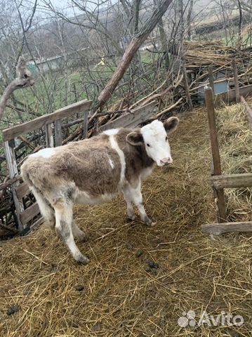 Продаю 7 месячную телочку, из породистой молочной