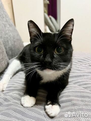 Котик Борька 1,5 года