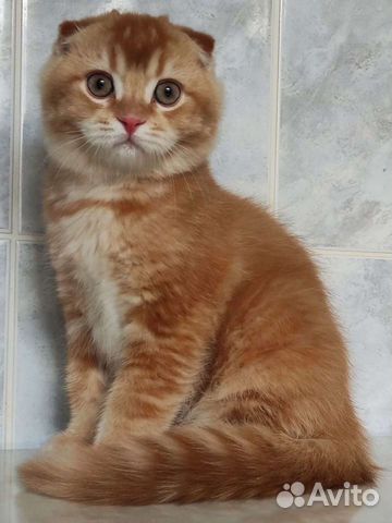 Шотландский вислоухий котик