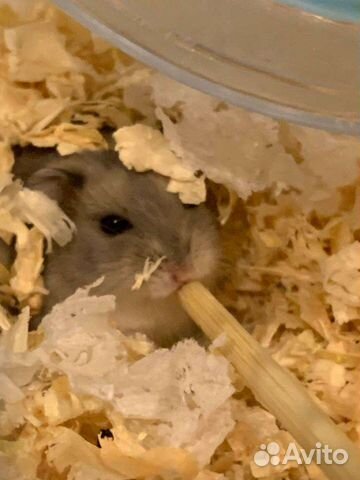 Джунгарский хомяк бесплатно