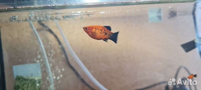 Рыбки пецилии