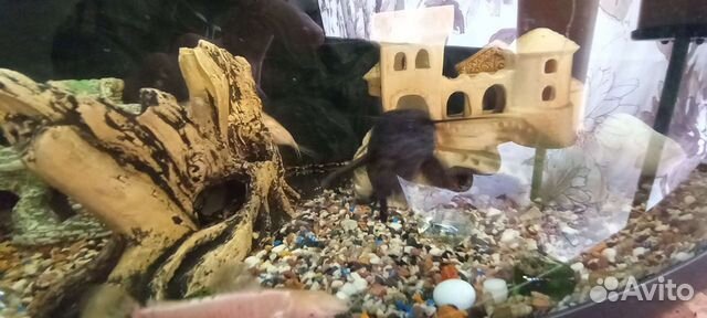 Аквариумные рыбки