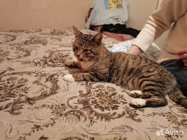 Кошки коты в добрые руки