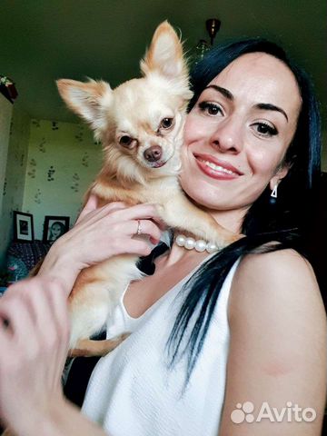 Чихуахуа ищет дом