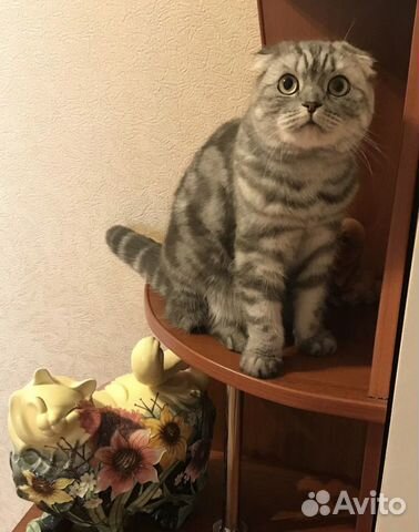 Шотландская вислоухая кошечка