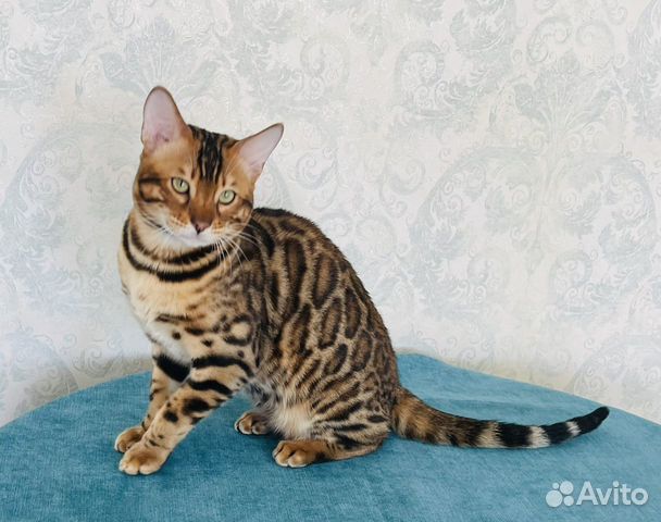 Бенгальская