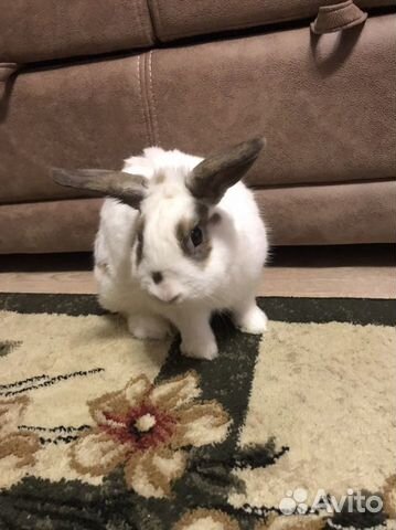 Декоративный кролик