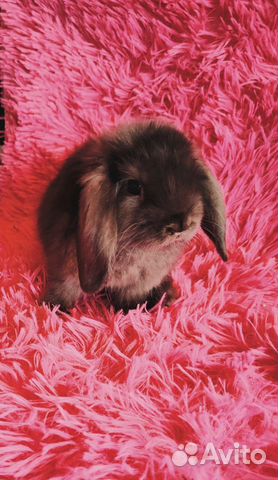 Кролик сатиновый