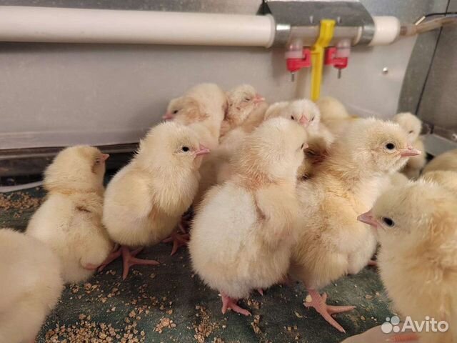 Цыплята несушки Доминант 104 вывод 11.03.2022 г