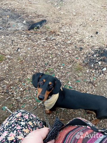 Отдам даром таксу в хорошие руки