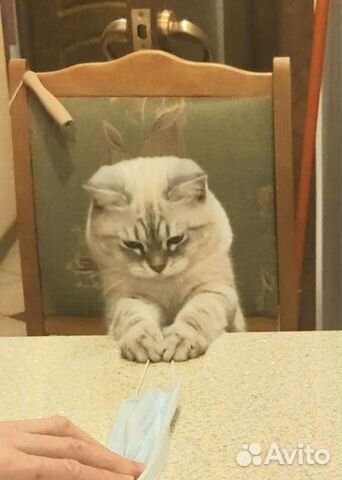Вязка с шотландским котиком