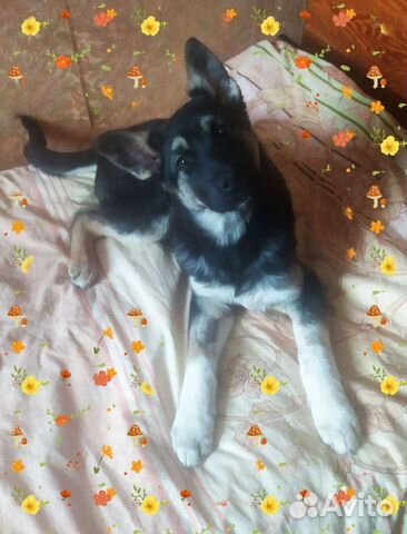 Статный малыш в поисках дома