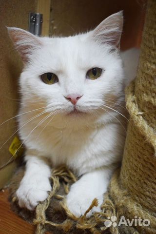 Белоснежная кошечка Грейс 1,5 года