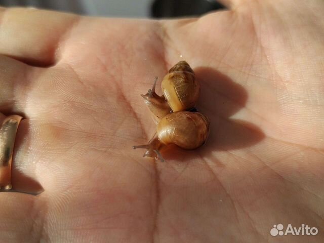 Улитки ахатины маленькие