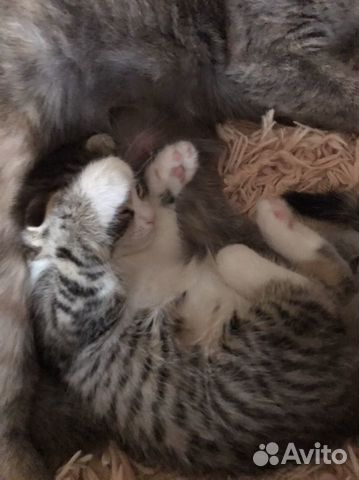 Отдам в добрые руки