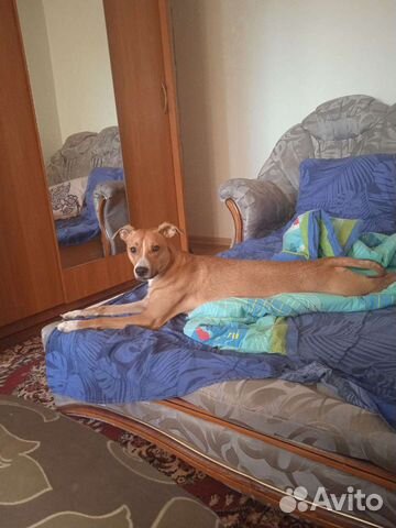 Ищем девочку, бесплатно. Нам 1 год и 3 месяца