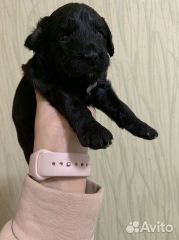 Щенки пудель (помесь)