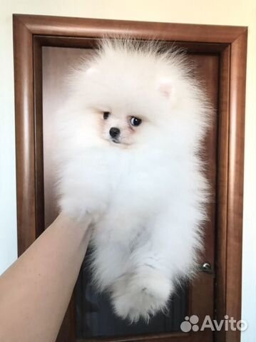 Кукольные детки шпица