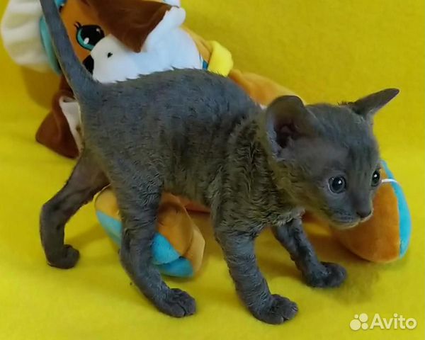 Красота голубая кудрявая девчушка урал рекс